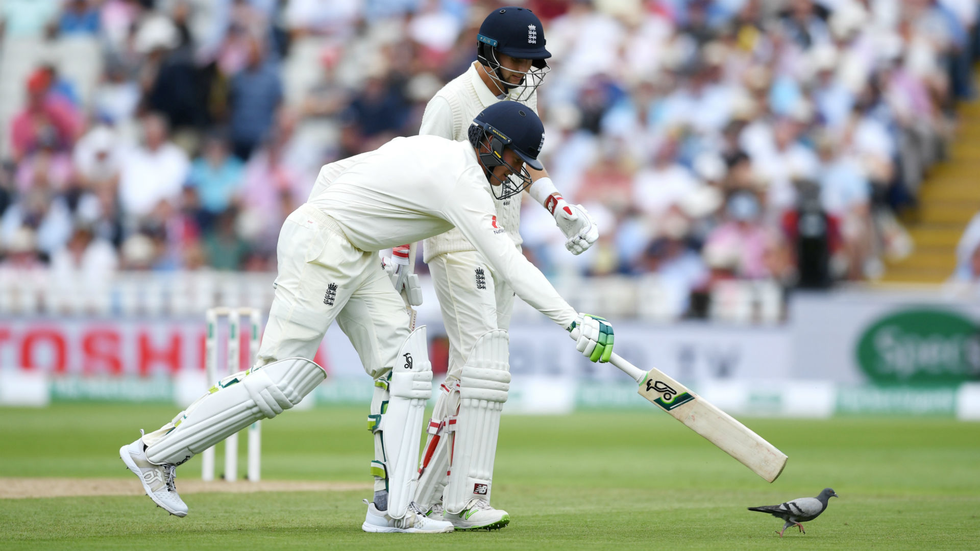 Catch the pigeon! Jennings denies dastardly bird behind dismissal ...
